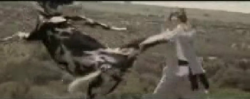 Matrix Cow Fight | Funzug.com